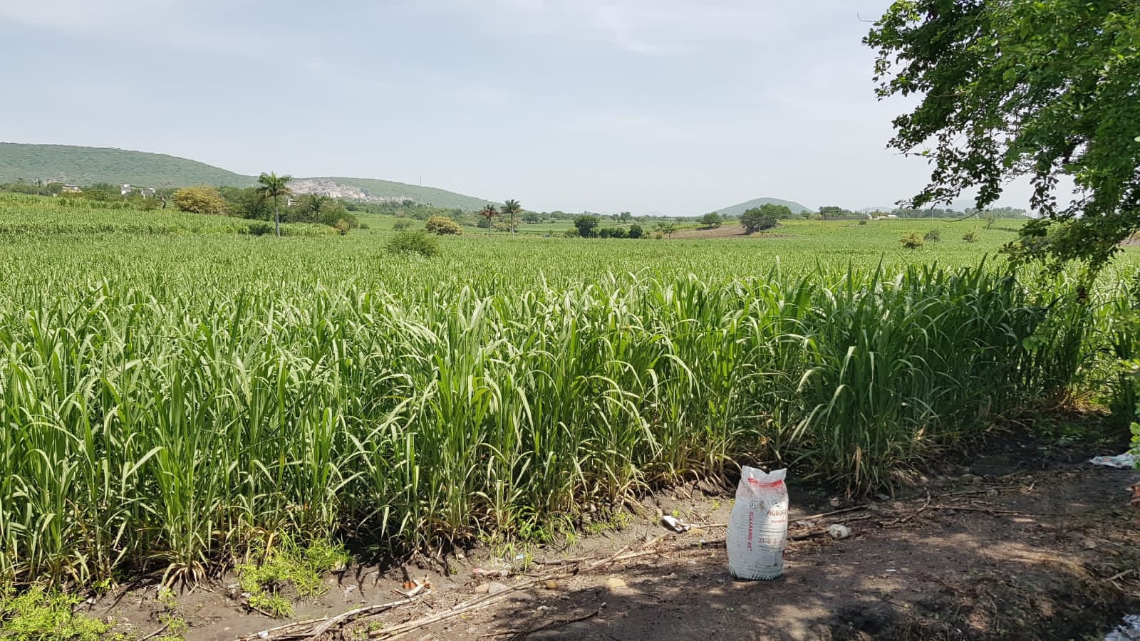 ZACATEPEC ENTREGA MÁS DE 7000 TONELADAS DE CAÑA AL INGENIO