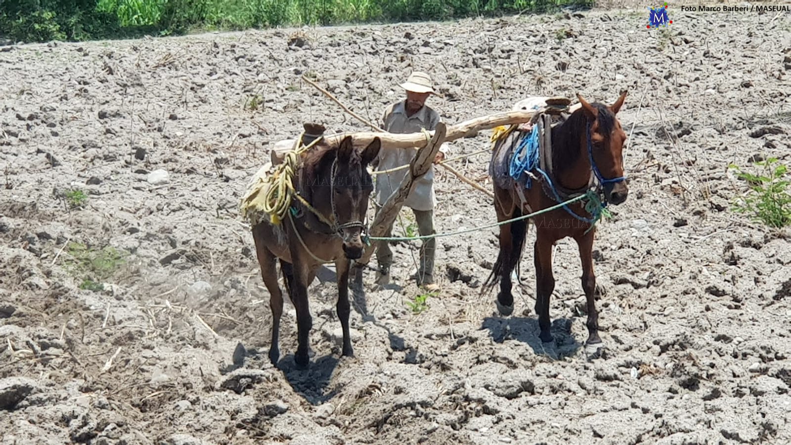 ABANDONA “CUAU” AL CAMPO: FALTA DE APOYO E INVERSIÓN GENERAN URGENCIA ...